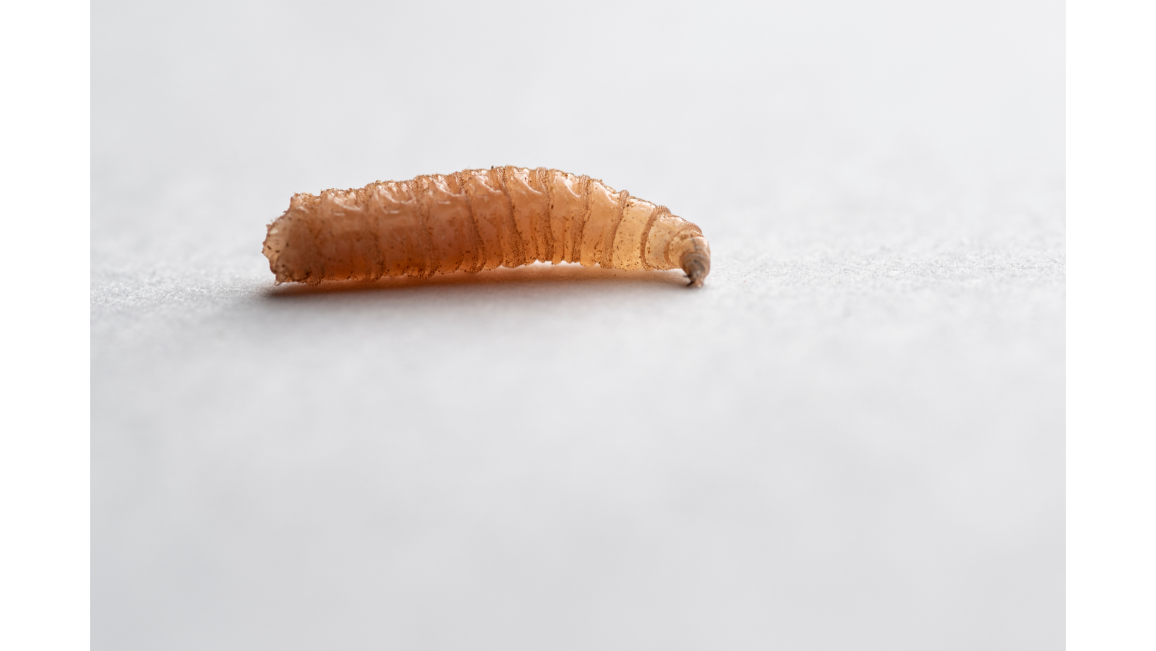 The Challenge Of Maggots At An Undiscovered Death - Trauma Clean