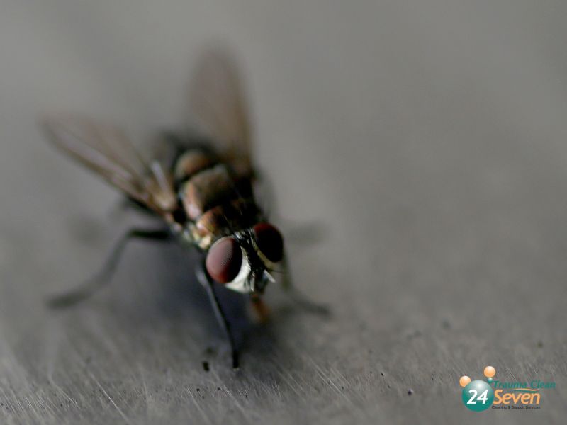 The Significance of Flies and Maggots in Unattended Death Cleanup ...