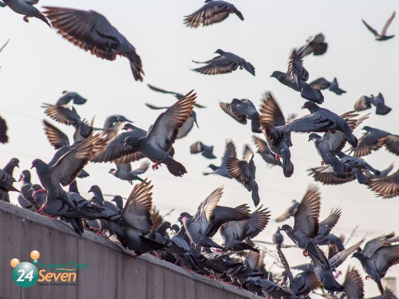 Why Pigeon Guano Cleaning Is a Must for Your Property - Trauma Clean