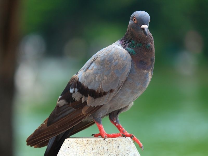 The Essential Guide to Pigeon Guano Cleaning - Trauma Clean